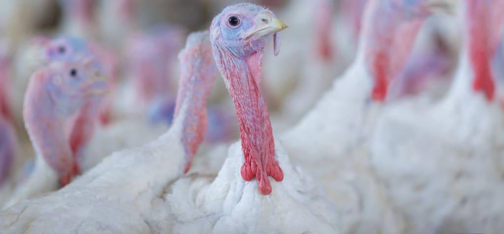 FFAR Grant to Address Reemergence of Costly Viral Turkey Disease ...