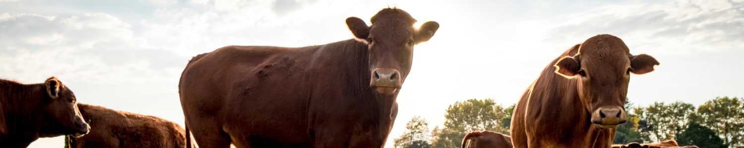 FFAR Grant Evaluates Gene Editing to Improve Heat Resistance in Cattle ...