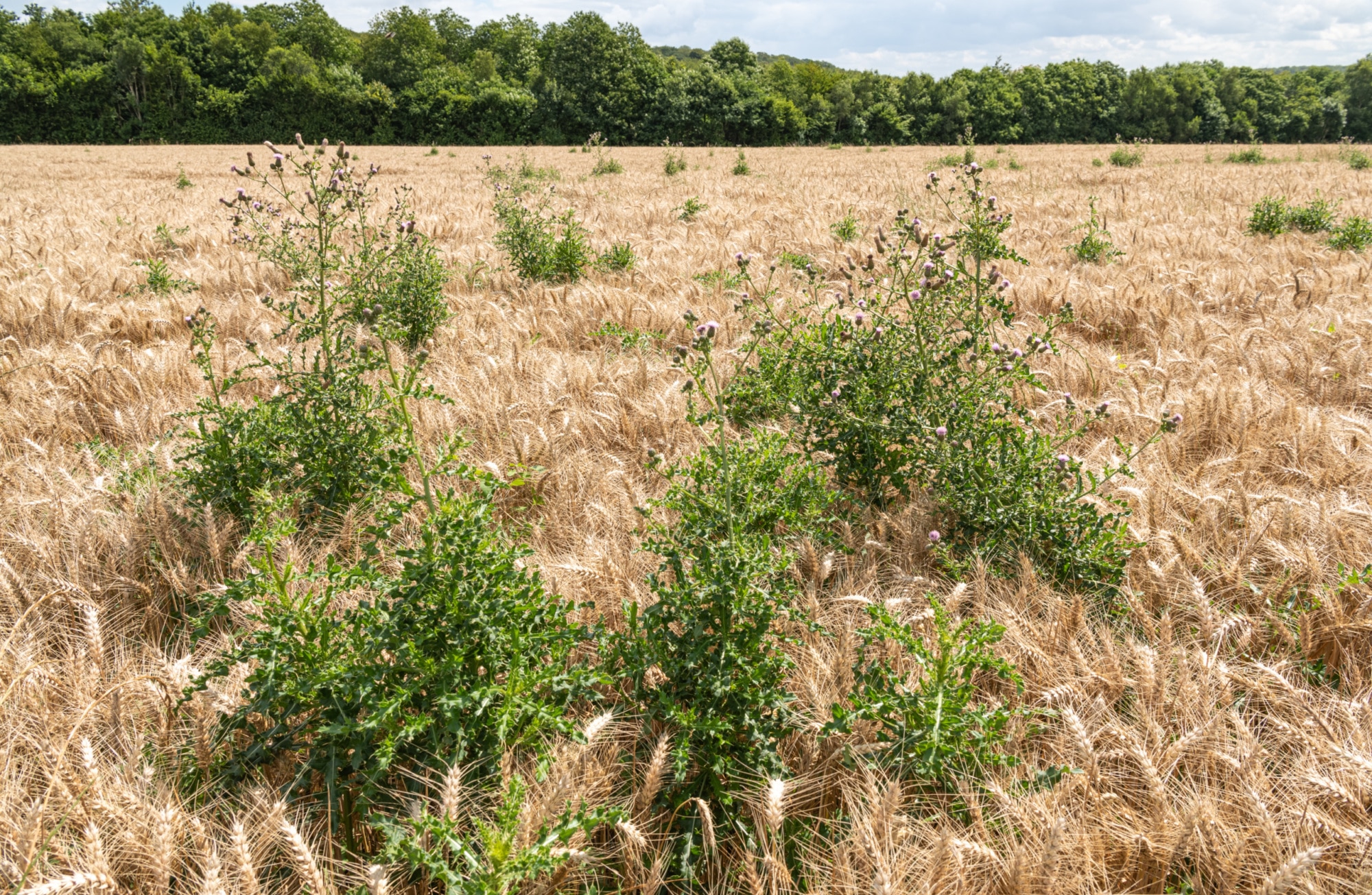 International Efforts Combat Crop-Destroying Weeds - Foundation for ...