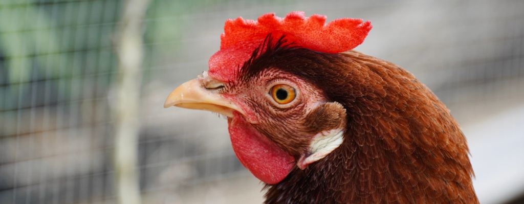 Layer Hen Keel Bone Health Program - Foundation for Food & Agriculture ...