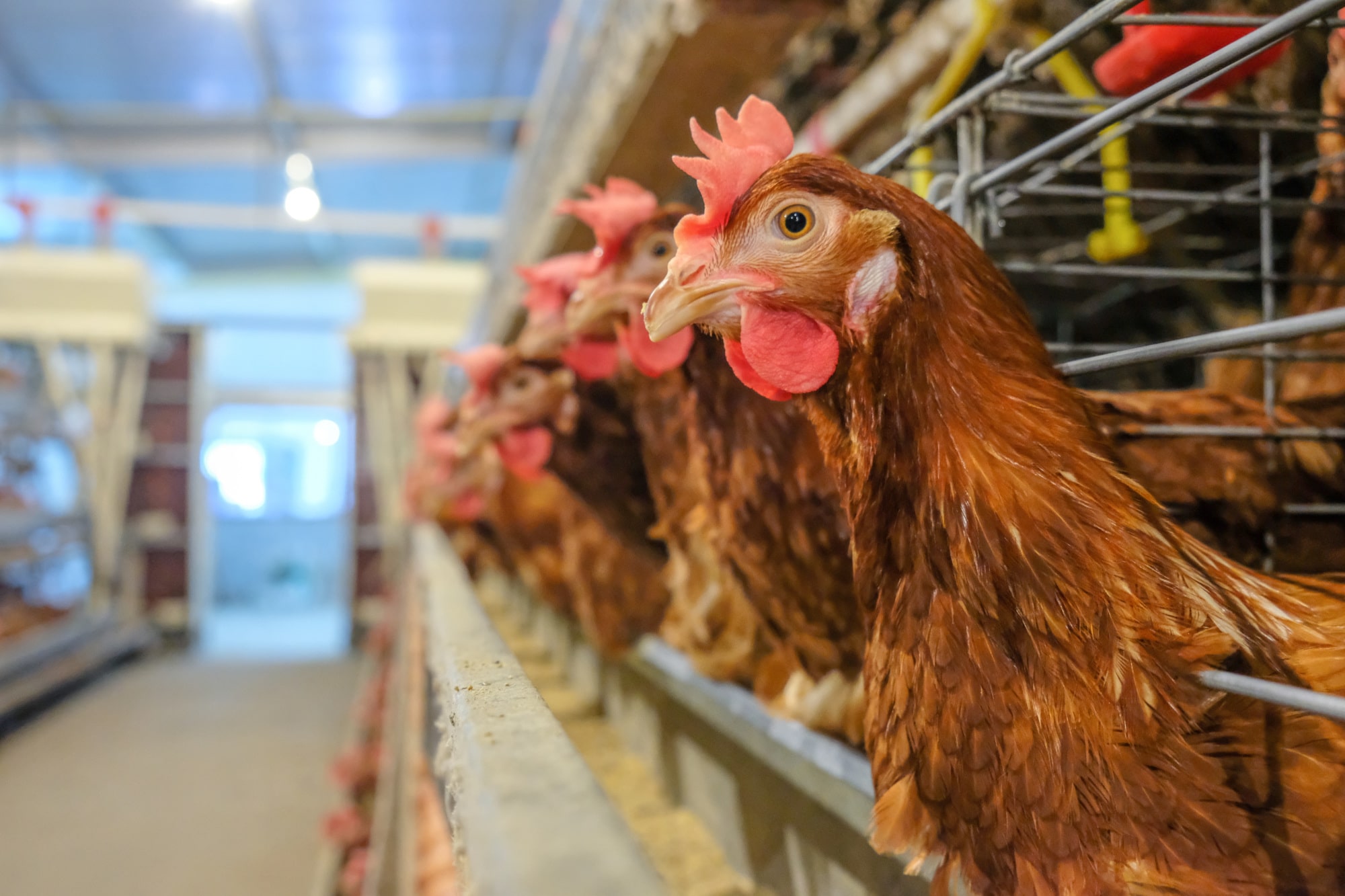 Radiography could transform poultry breeding - Foundation for Food ...