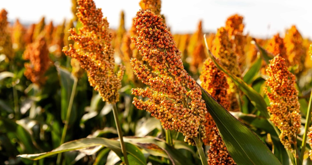 FFAR Grant Promotes Sorghum Health Benefits - Foundation for Food ...