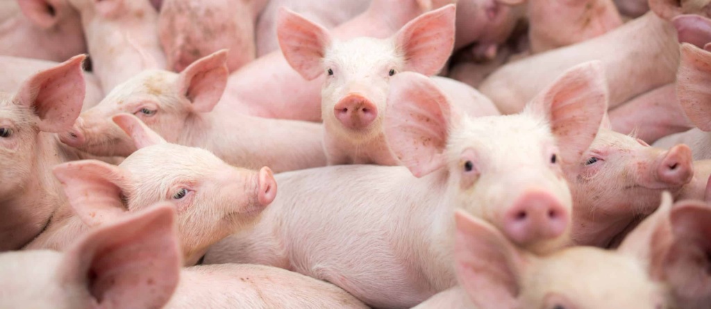 Grant Aims to Close Biosecurity Gap in U.S. Swine Production ...