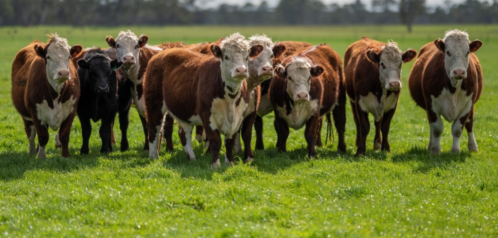Quantifying the Advantages of Multi-Paddock (AMP) Grazing Compared to ...