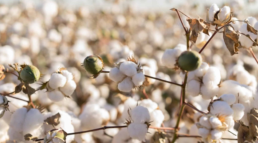 Scientists Unite to Combat Fusarium Wilt in Cotton - Foundation for ...