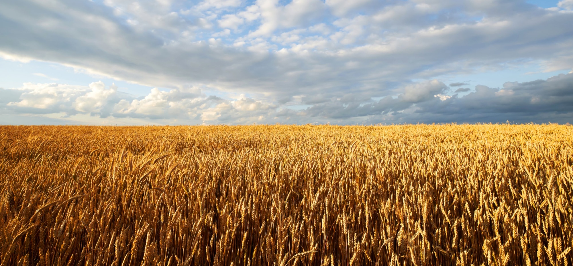FFAR Grant Protects Wheat Yields from Wheat Stem Sawfly - Foundation ...