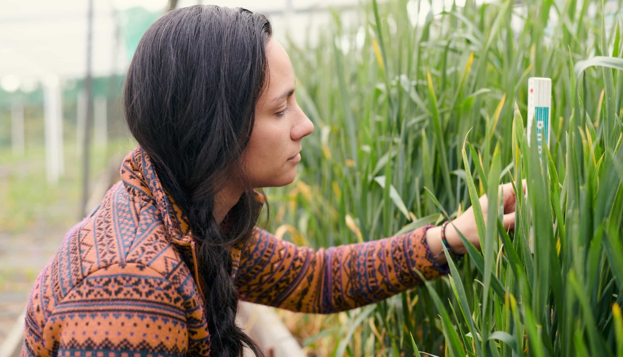 Partner Profile: Native American Agricultural Fund - Tribal ...