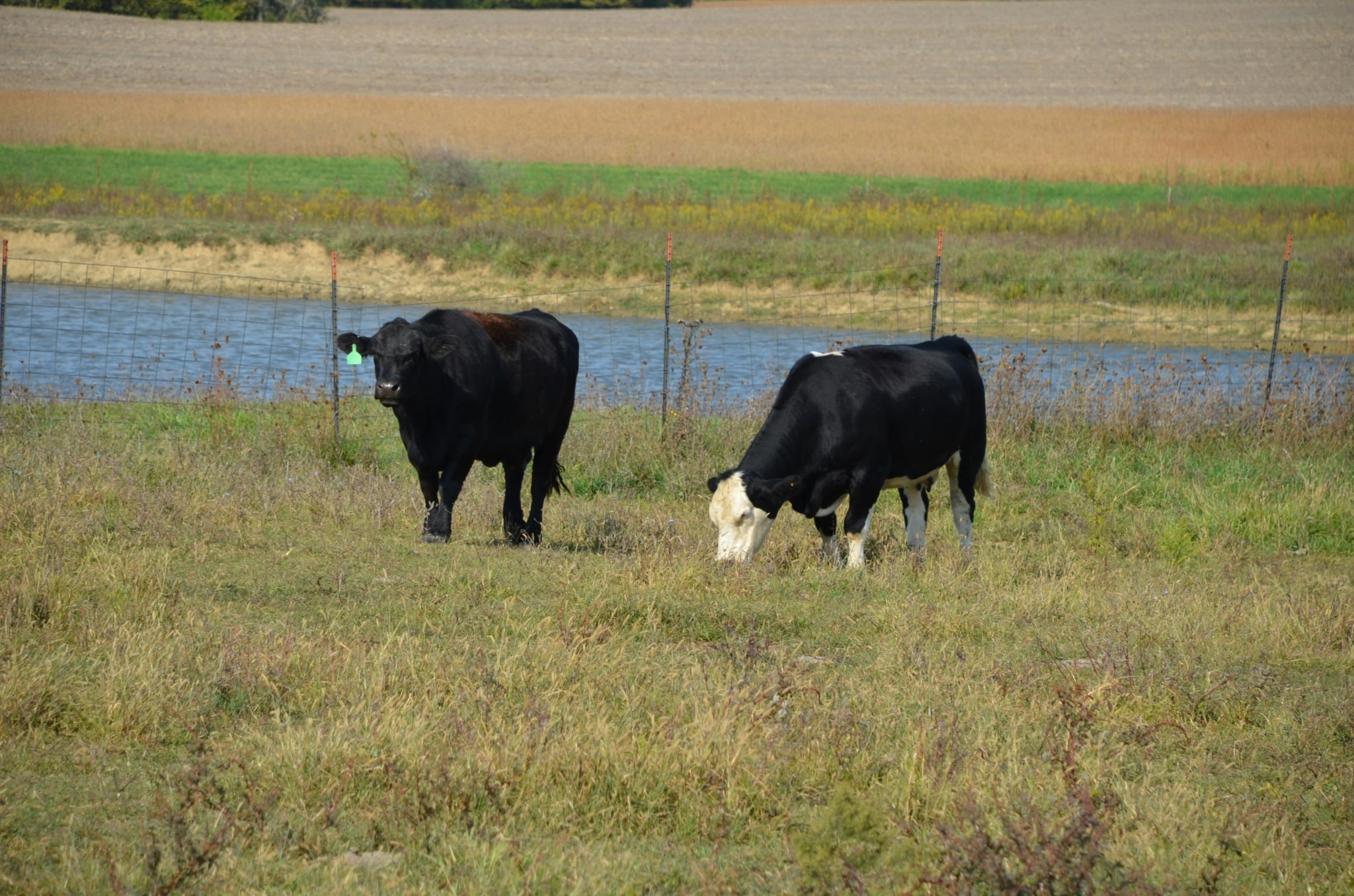 FFAR Announces Grant Opportunity to Advance Crop & Animal Systems ...